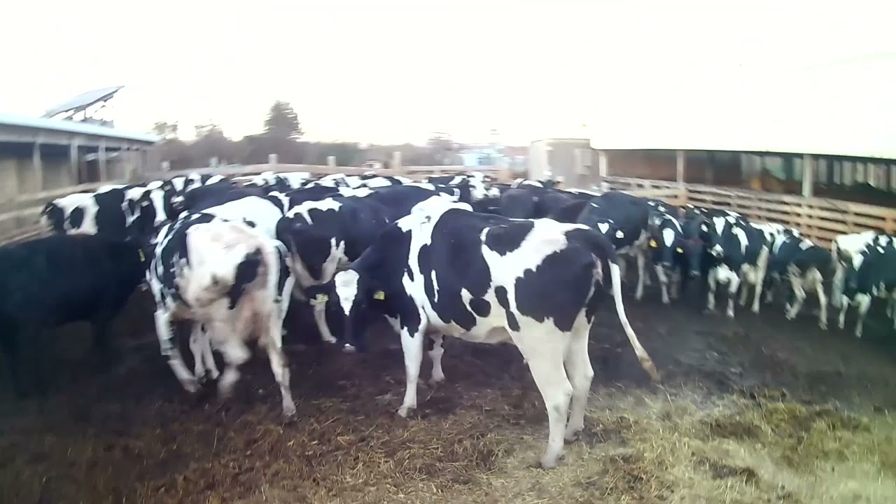 Loading 4 Bulls And 29 Cows And I Explain How I Figure Out How Many ...