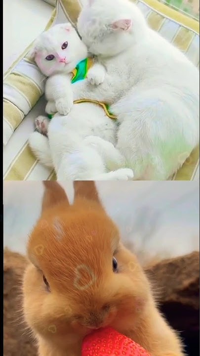 kucing dan kelinci imut #shorts - YouTube