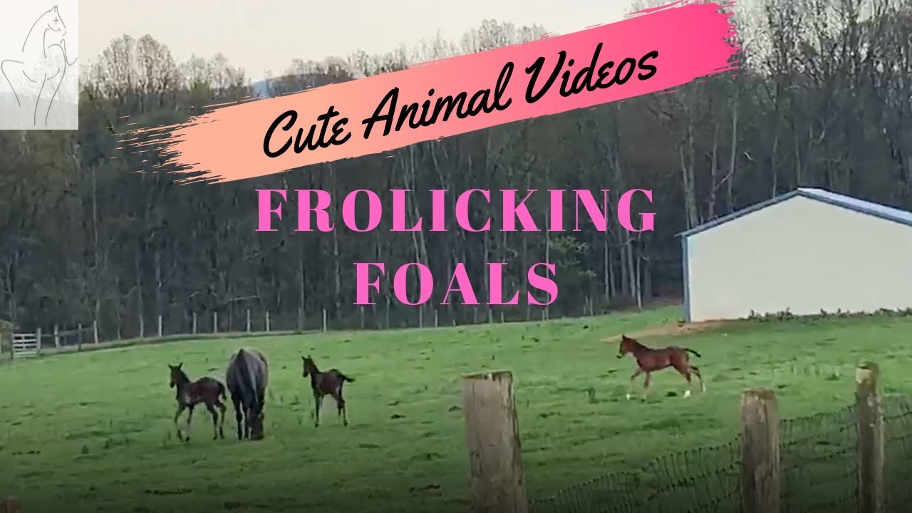 Cute Animal Videos: Frolicking Foals - YouTube