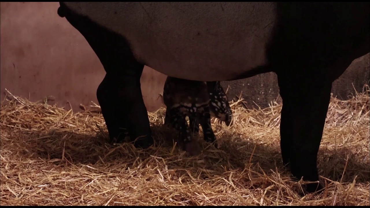 Newborn Tapir Cub Is Lucky 13th Born Worldwide This Year In Captivity ...