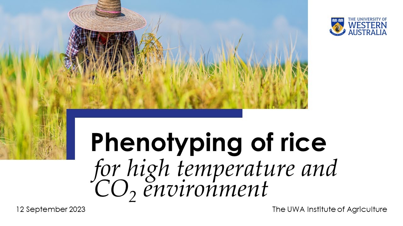 Phenotyping of rice for high temperature & CO2 environment: IOA lecture ...
