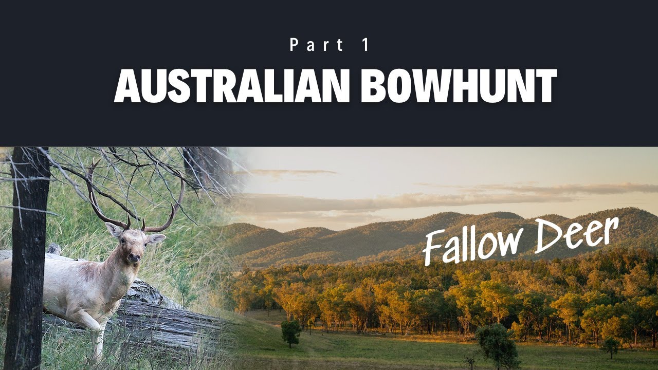 Free Range Fallow Deer Bowhunting - Australia Part 1 - Wild Safaris ...