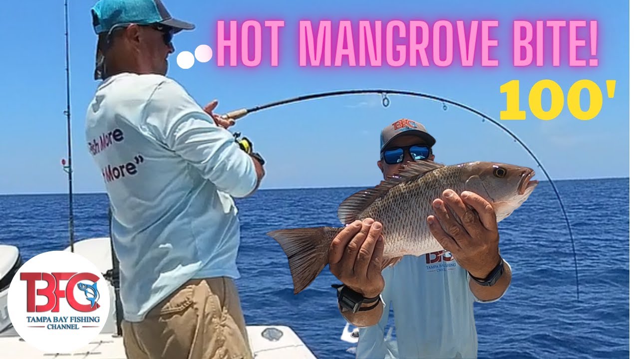 Hot Mangrove Snapper Bite 100' offshore Tampa Bay! - YouTube