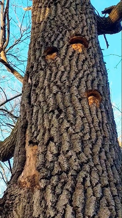 I SPY 🍄 #tree #mushroom #hiking #forest - YouTube