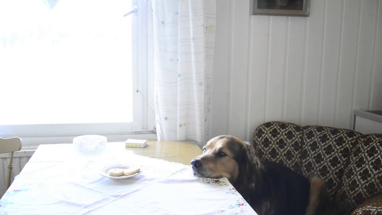 The patience of a dog - YouTube