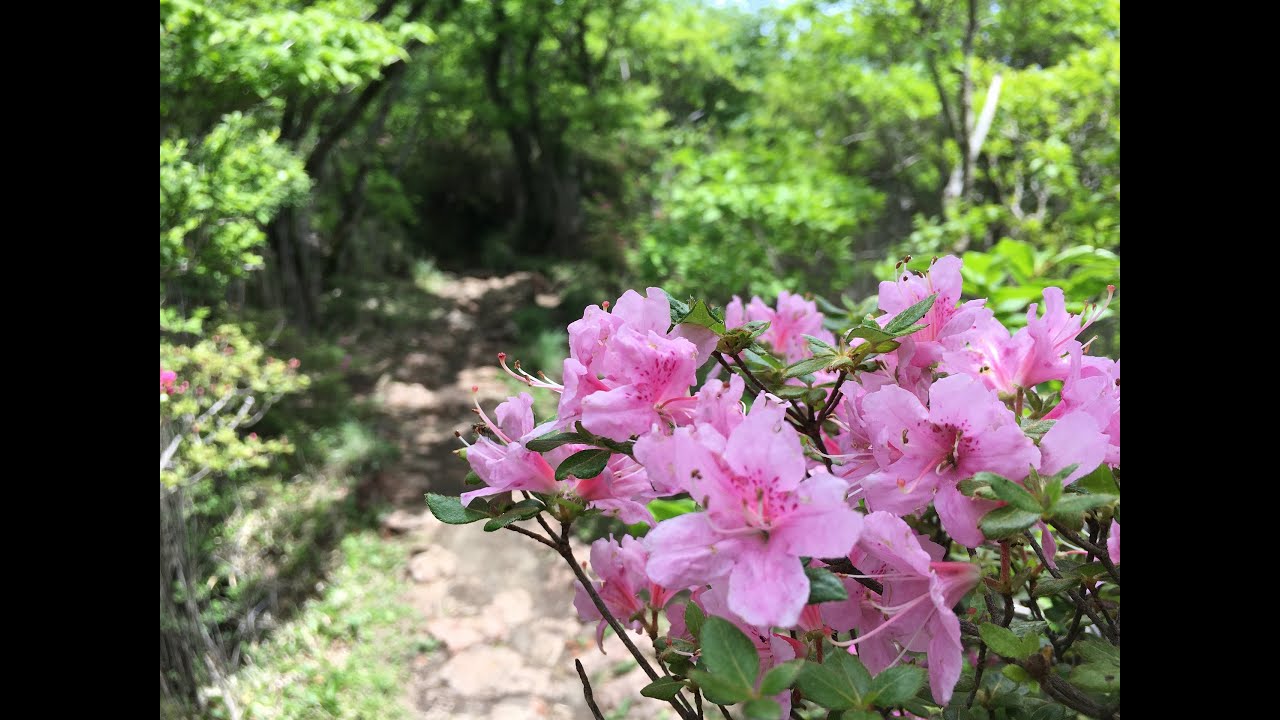 ミヤマキリシマ Kyushu Azalea - YouTube