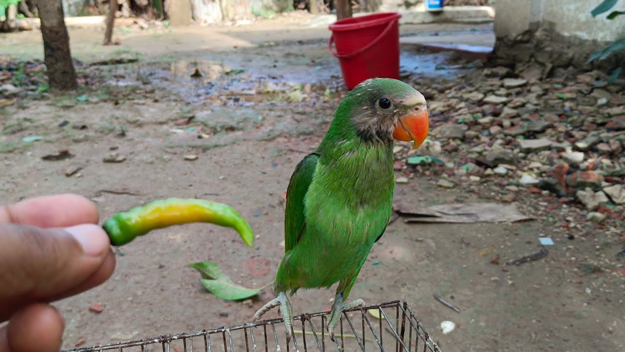 A smart talking parrot is eating chilli. - YouTube