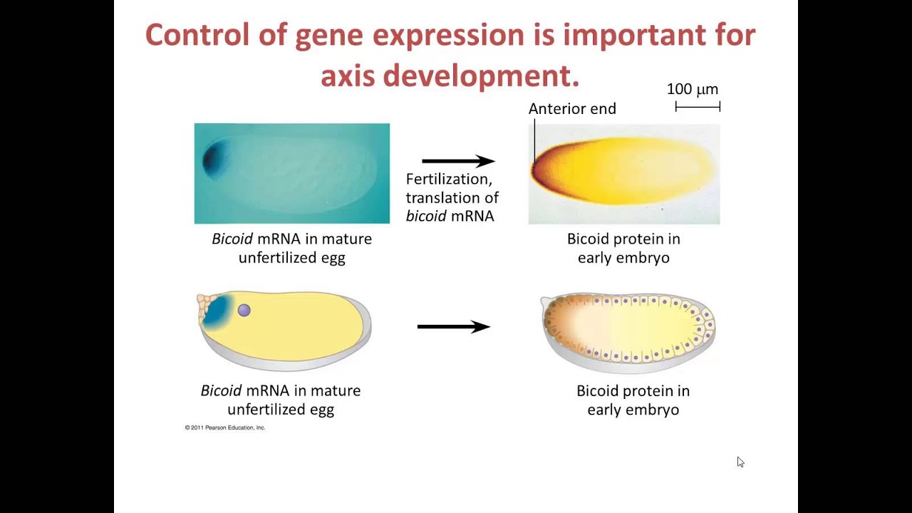 Gene expression - YouTube