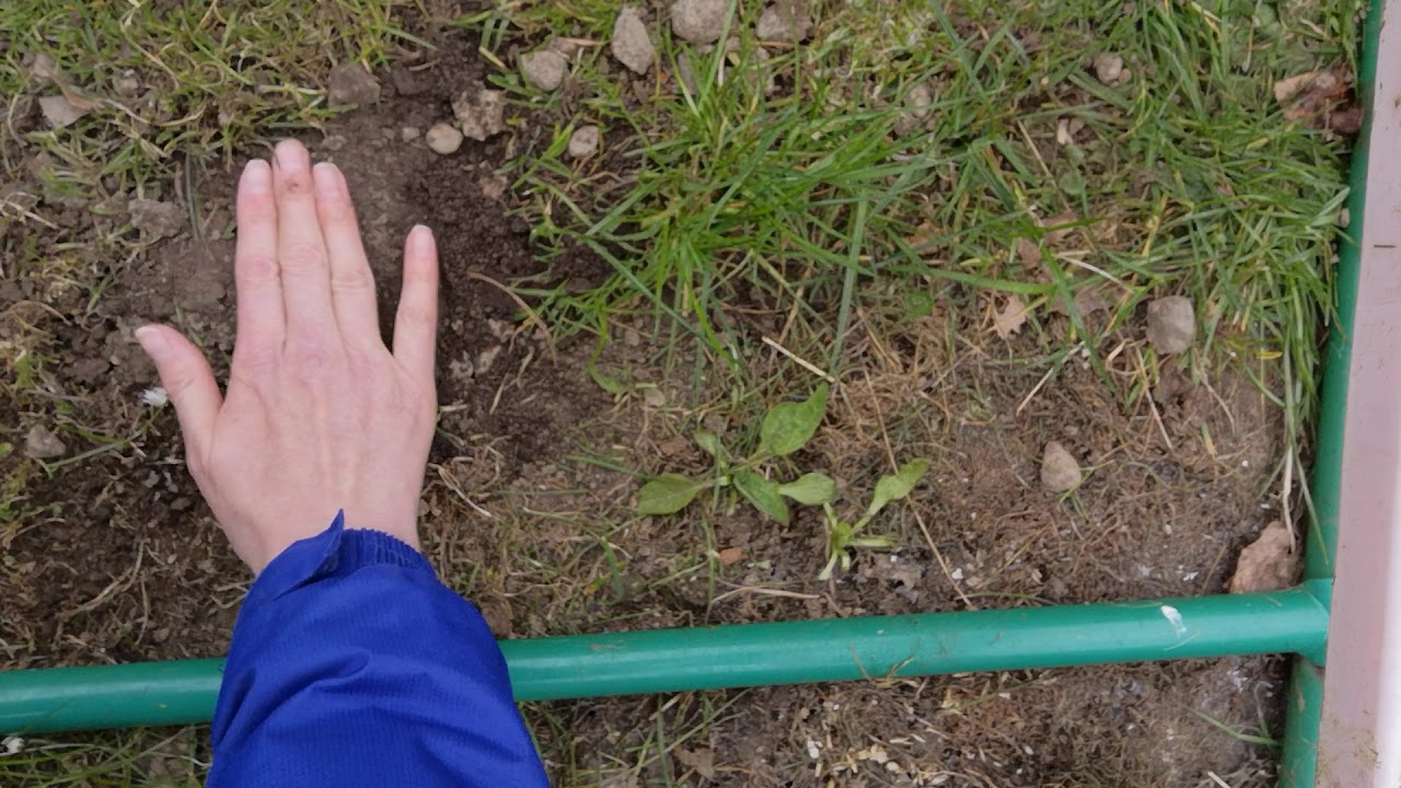 Wee field mouse funeral - YouTube