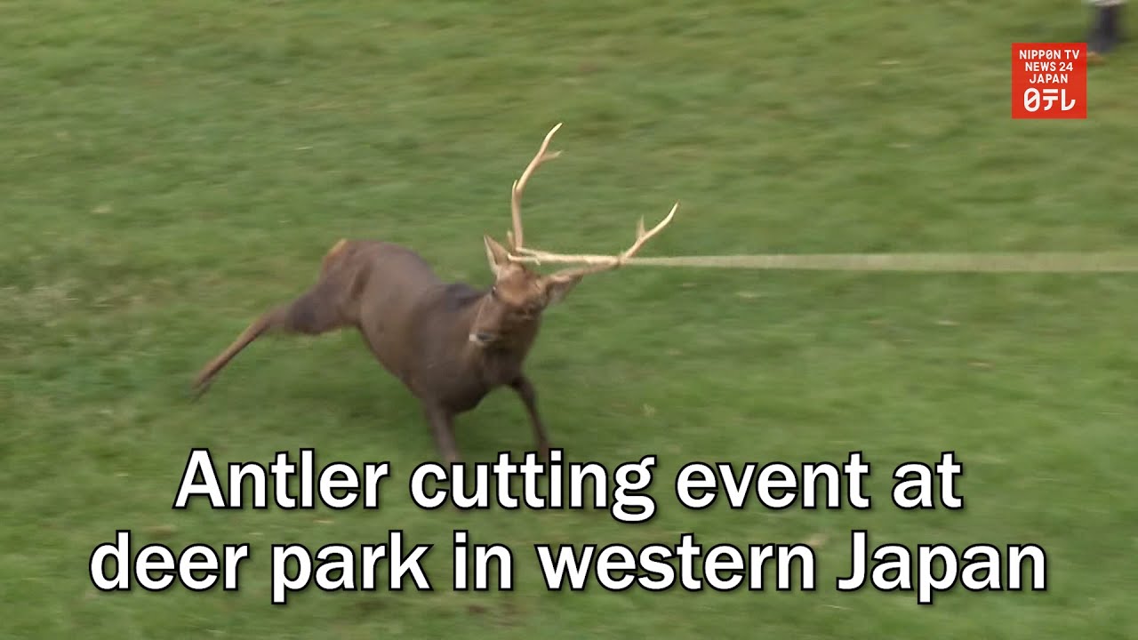 Antler cutting event at deer park in western Japan - YouTube