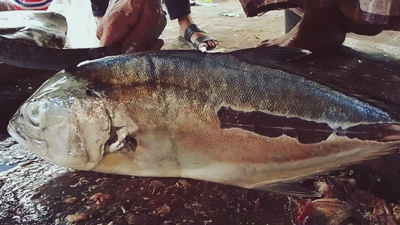 surmai fish cutting||Sabina Afroz Kitchen||amazing big fish cutting ...