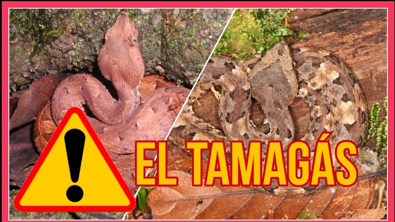 Todo sobre la víbora tamagas (Porthidium nasutum) ¿Que tan venenosa es ...