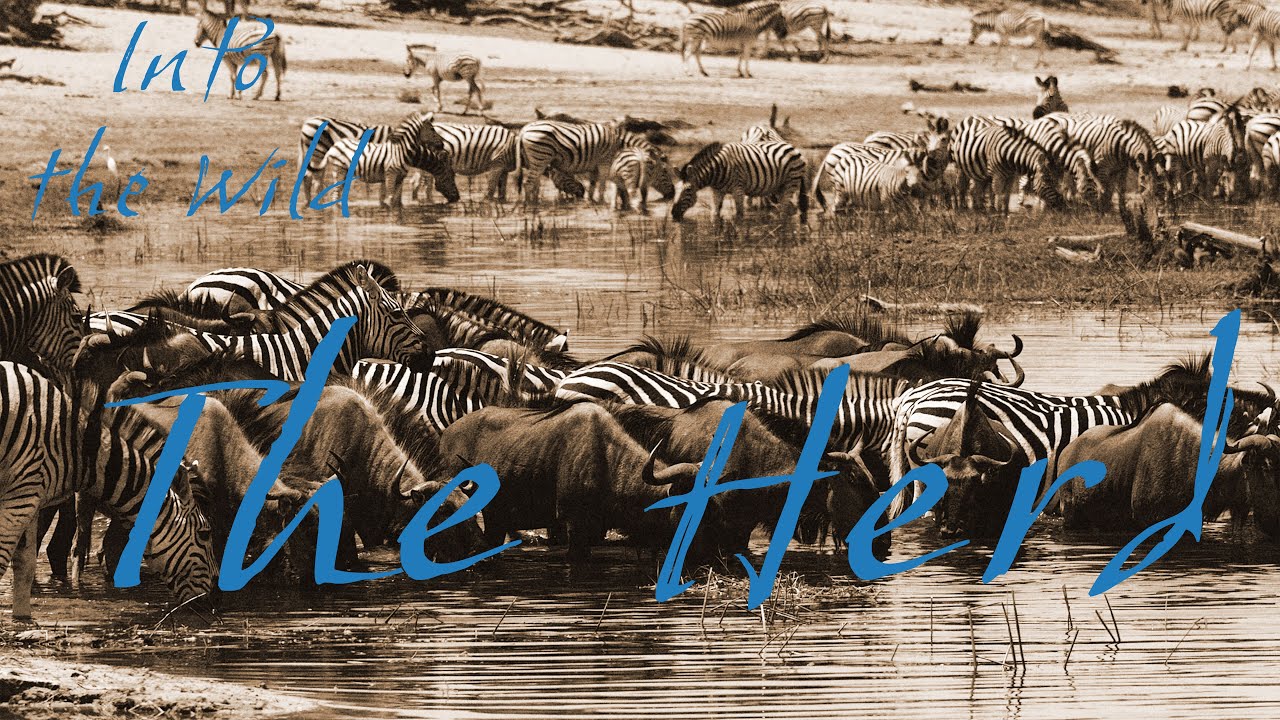 Wild Animals in Nature - Animal Congregation at Watering Hole - YouTube