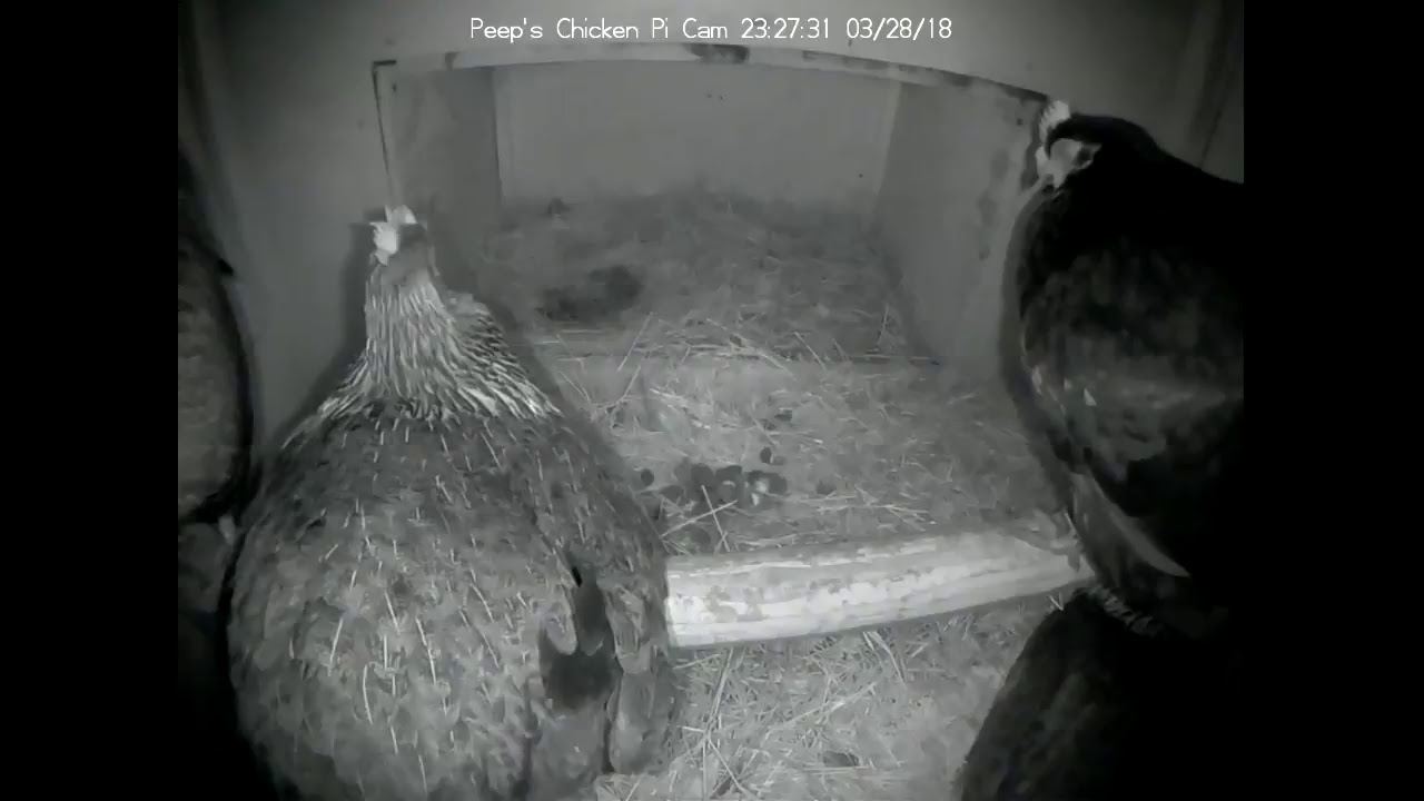 Peep's Chicken Pi Cam Live Stream - YouTube