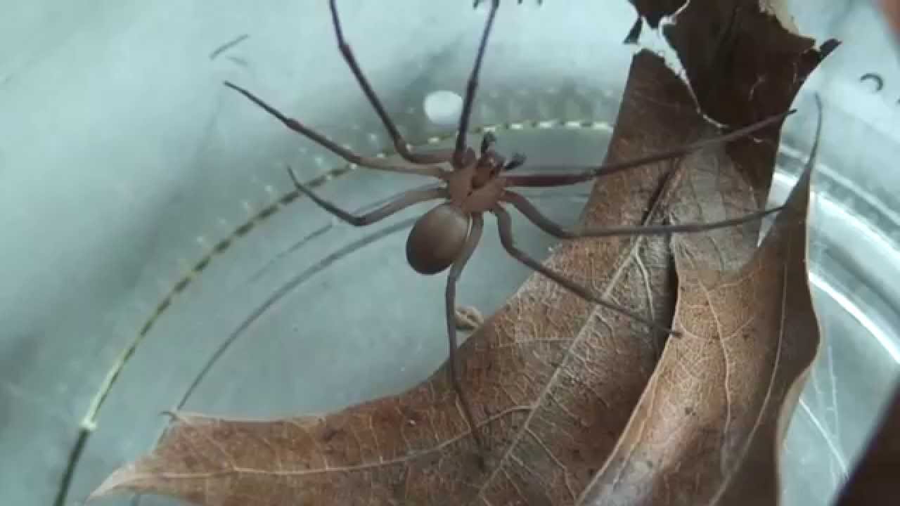 Everything About Recluses and Widows - YouTube