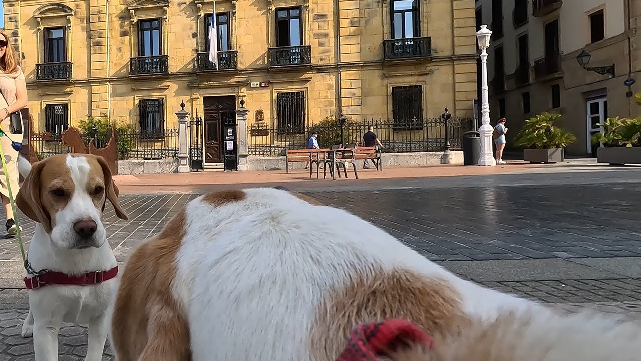 4K | 2023 Beagle Roadtrip | Patch in Donostia-San Sebastián, Spain ...