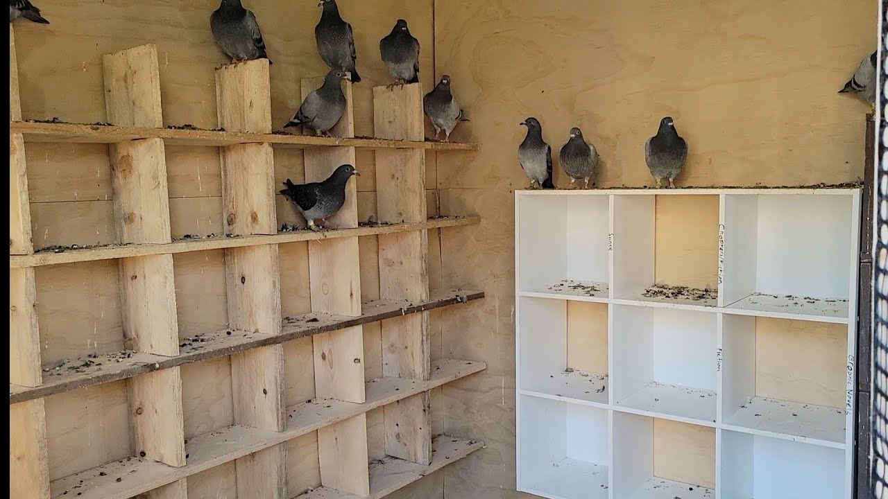 New birds & New young bird Loft. February Update - YouTube