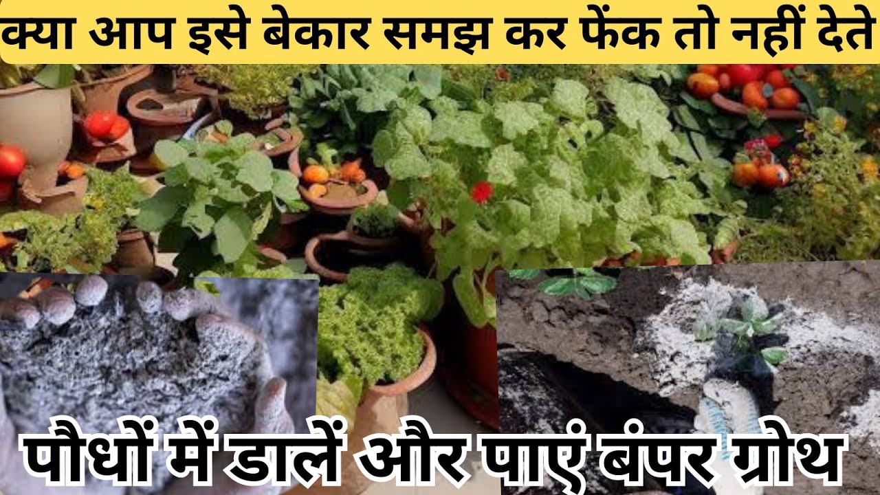 पौधों में राख का प्रयोग, मुफ्त खाद, कीटनाशक और फ़ज़िसाईट | Rakh Ka ...