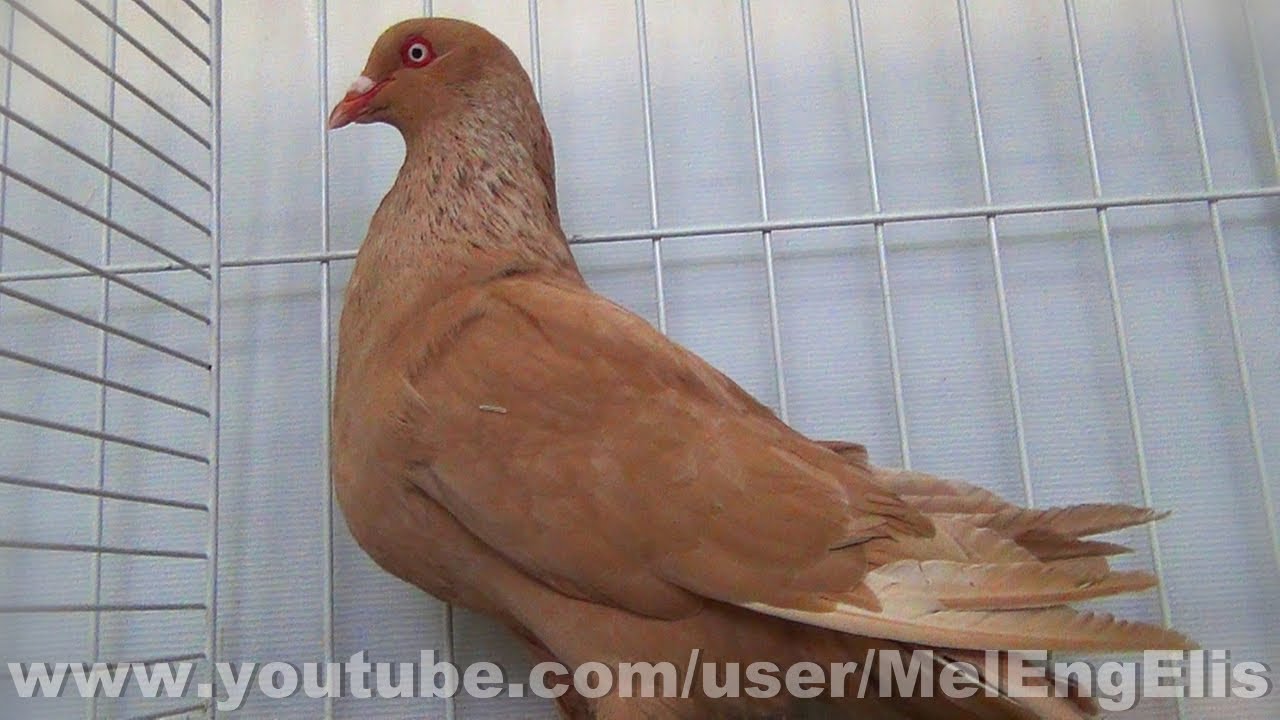 Romain Jaune - Runt Pigeon - Römer Taube - " The biggest pigeon in the ...