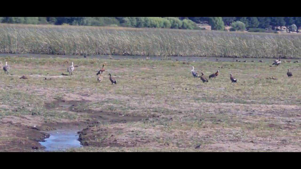 #laguna La Zeta en #esquel || #trekking #cauquenes y otras #aves || # ...