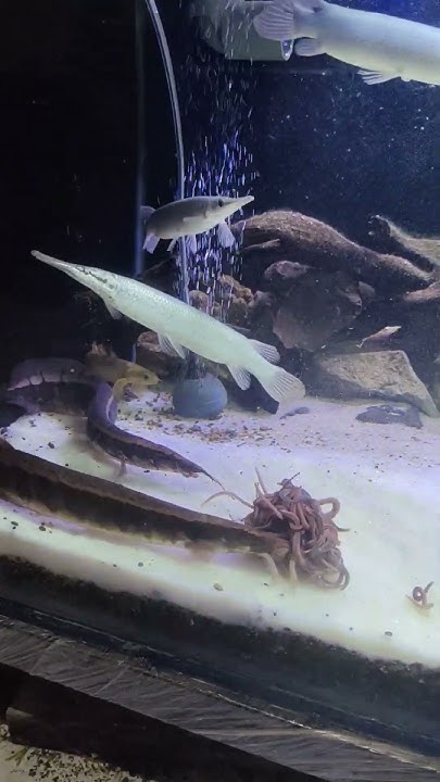 Borneo phyton Eel & Platinum Florida Gar "feeding #shorts #fish #fypシ ...
