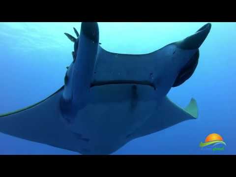 Dive with Manta Rays in the Azores - YouTube