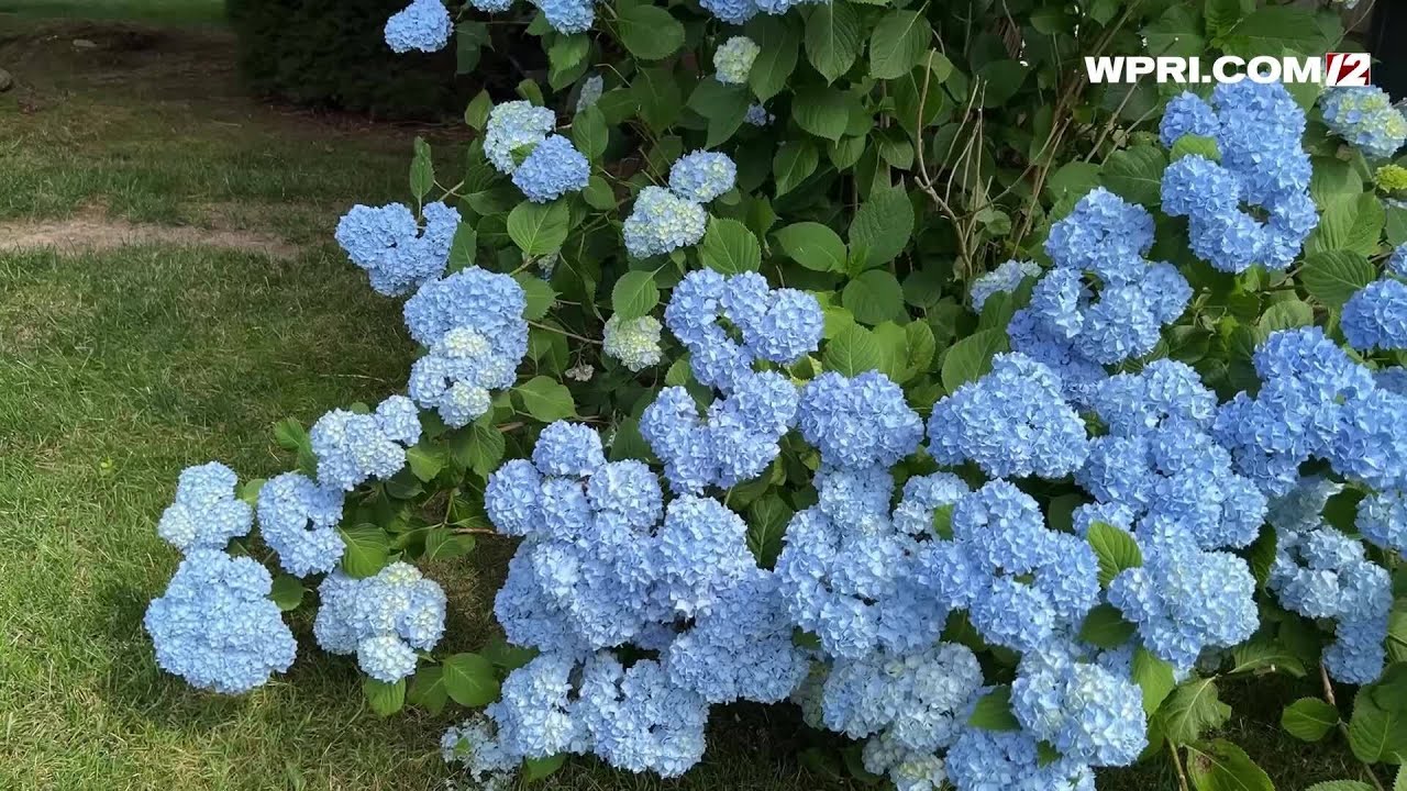 Video Now: Hydrangeas in full bloom in Rhode Island - YouTube