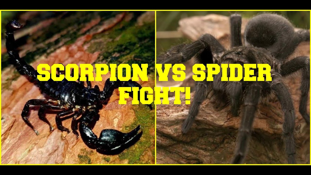 SCORPION vs SPIDER FIGHT! - YouTube