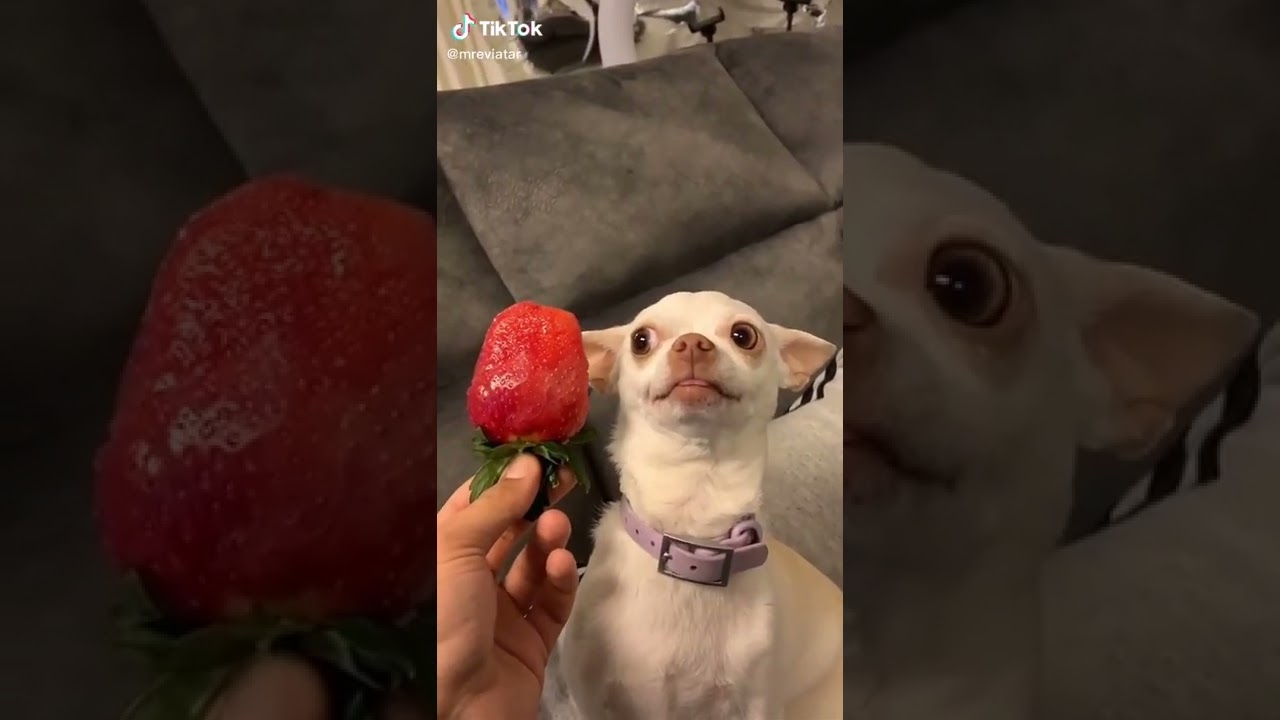 Niki Dog Part 5 Realtime YouTube Live View Counter 🔥 — Livecounts.io