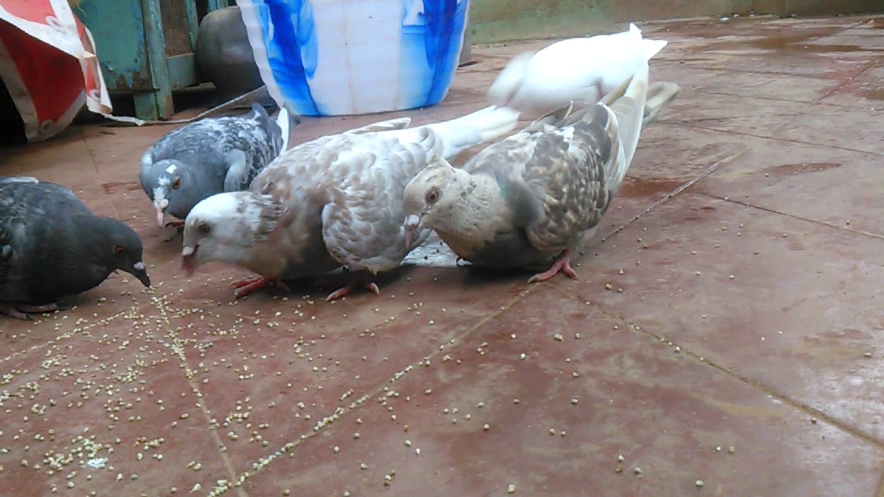 Dove race - YouTube