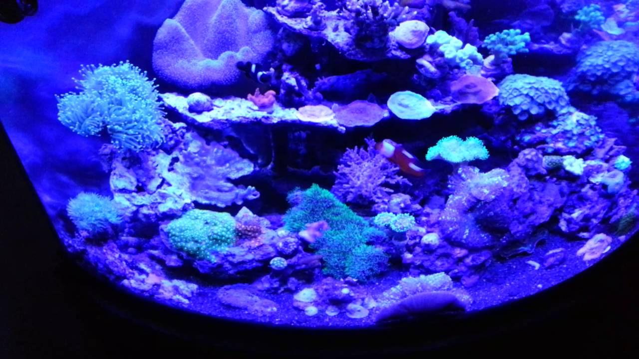 Led/metal halide reef tank metal halide off - YouTube