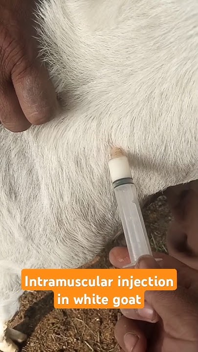 Intramuscular injection in goat| - YouTube