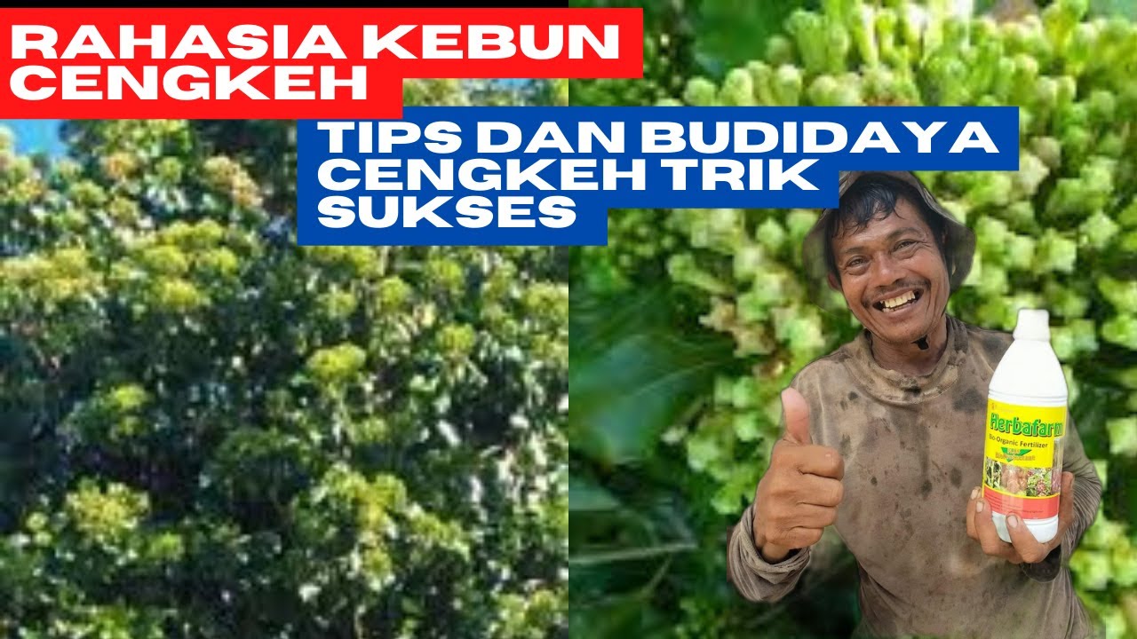 Ini Dia Rahasia Kebun Cengkeh yang Berbuah Lebat: Tips dan Trik Sukses ...