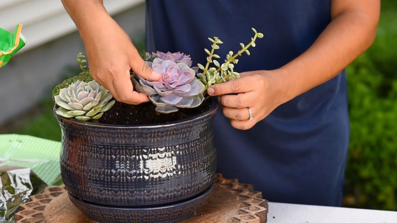 SUCCULENT Plants Unboxing 😎 This plant mama is Happy Today! - YouTube
