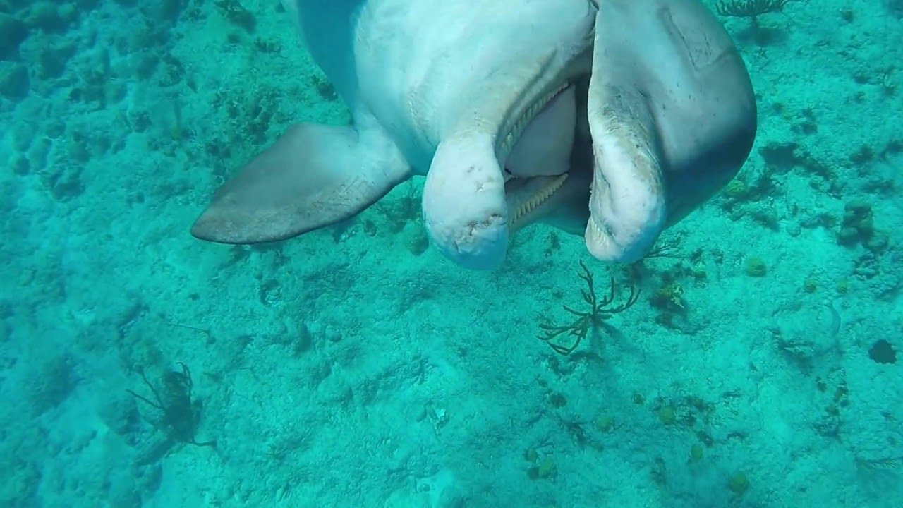 Turks and Caicos snorkeling with Dolphin (JoJo) - YouTube