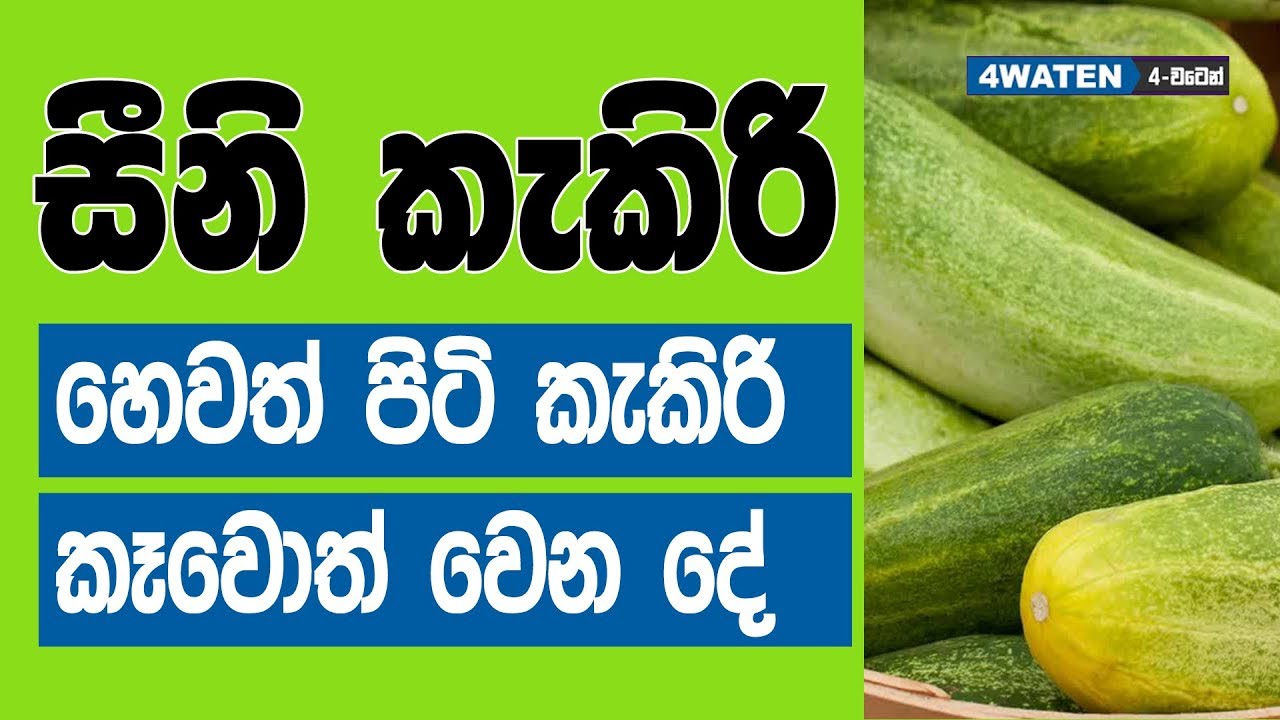 පිටිකැකිරි හෙවත් සීනි කැකිරි කෑවොත් මොකද වෙන්නෙ : Sweet Melon Benefits ...