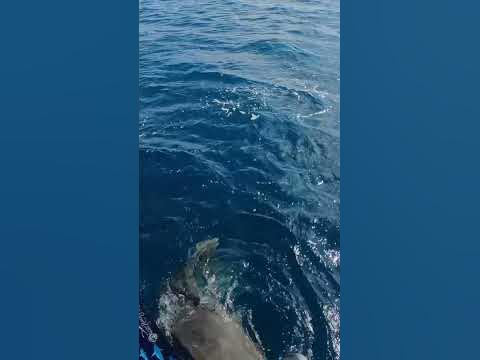 Marine Scientist Saved from Going into Tiger Shark's Mouth, Horror Caught on Camera - YouTube