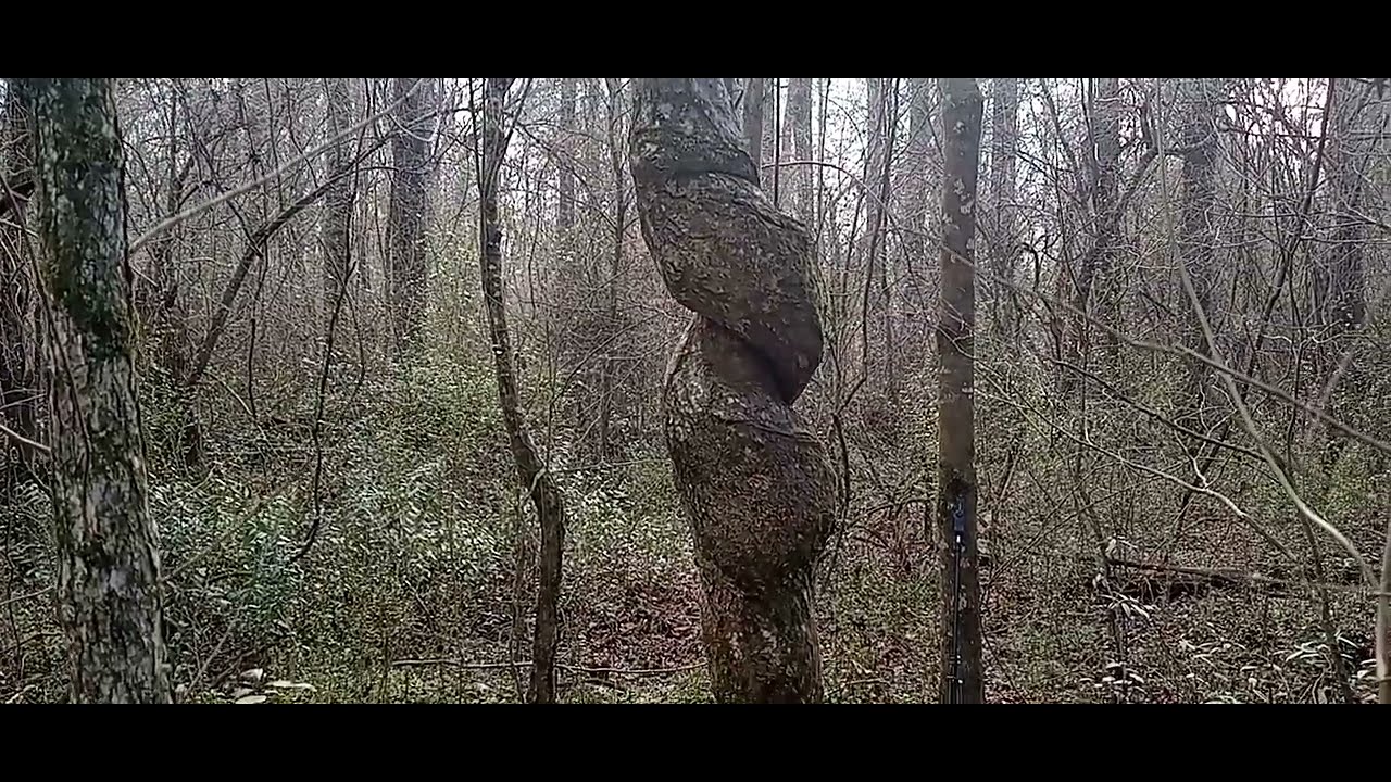 SNAKE- LIKE, CONE- LIKE TWIST IN TREE - YouTube