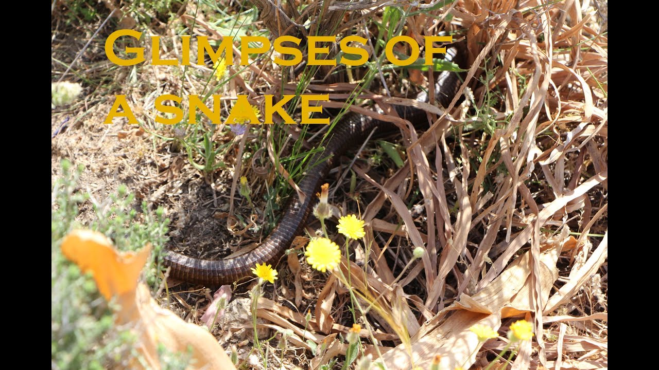 Glimpses of a snake on the island of Kos in Greece - YouTube