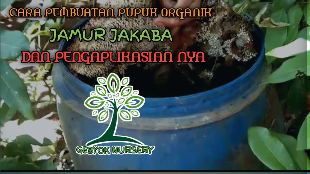 CARA PEMBUATAN PUPUK ORGANIK JAMUR JAKABA DAN CARA PENGAPLIKASIANYA ...