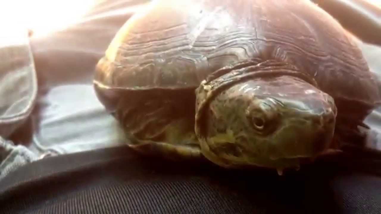 Mi tortuga Kinosternon | Tortuga casquito - YouTube