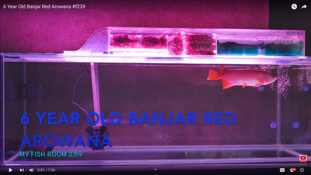 6 Year Old Banjar Red Arowana #f239 - YouTube