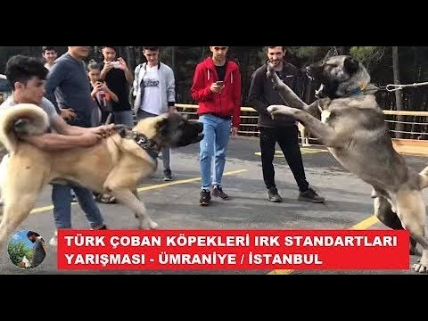 DEV SİVAS KANGAL KÖPEKLERİ    TÜRK ÇOBAN KÖPEKLERİ FESTİVALİNDEYİZ