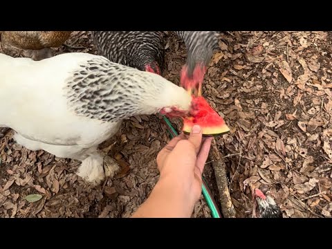 Chickens devour watermelon! - YouTube
