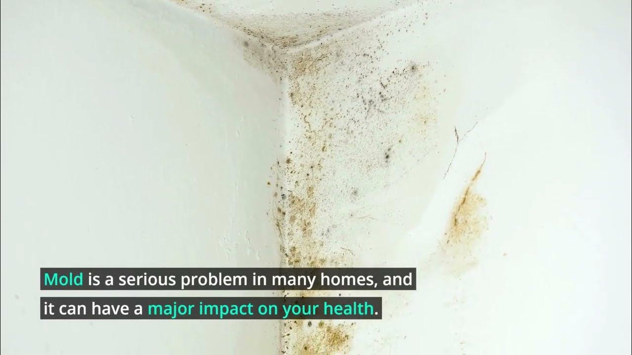 what-does-finding-mold-mean-to-the-home-inspection-call-us-at-954