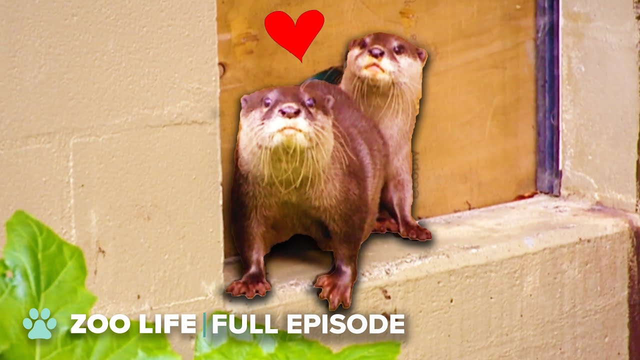 Will It Be Love at First Sight For These Cheeky Otters? | The Zoo - YouTube
