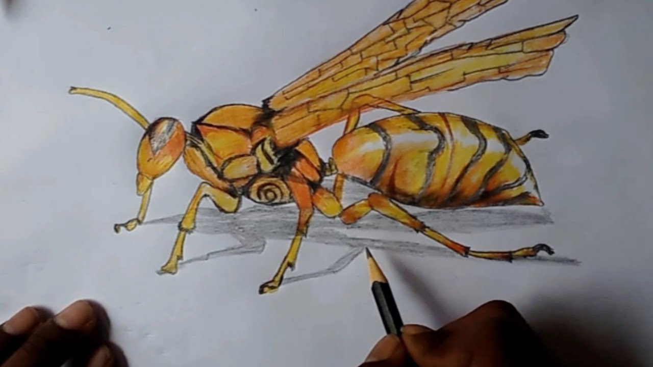 yellow bee drawing, बिरनी स्केच, colour pencil sketch, video artist ...