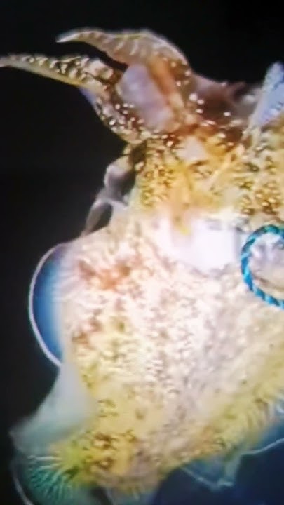 Cuttlefish 10th XL Size Dive #catching #fishing #seafood #fish #sea #spearfishing - YouTube