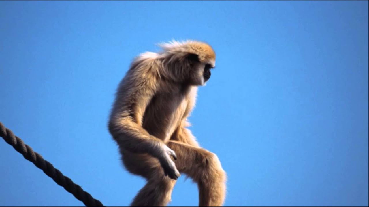 Proudest Monkey | Um tributo a LeRoi Moore e à Dave Matthews Band - YouTube