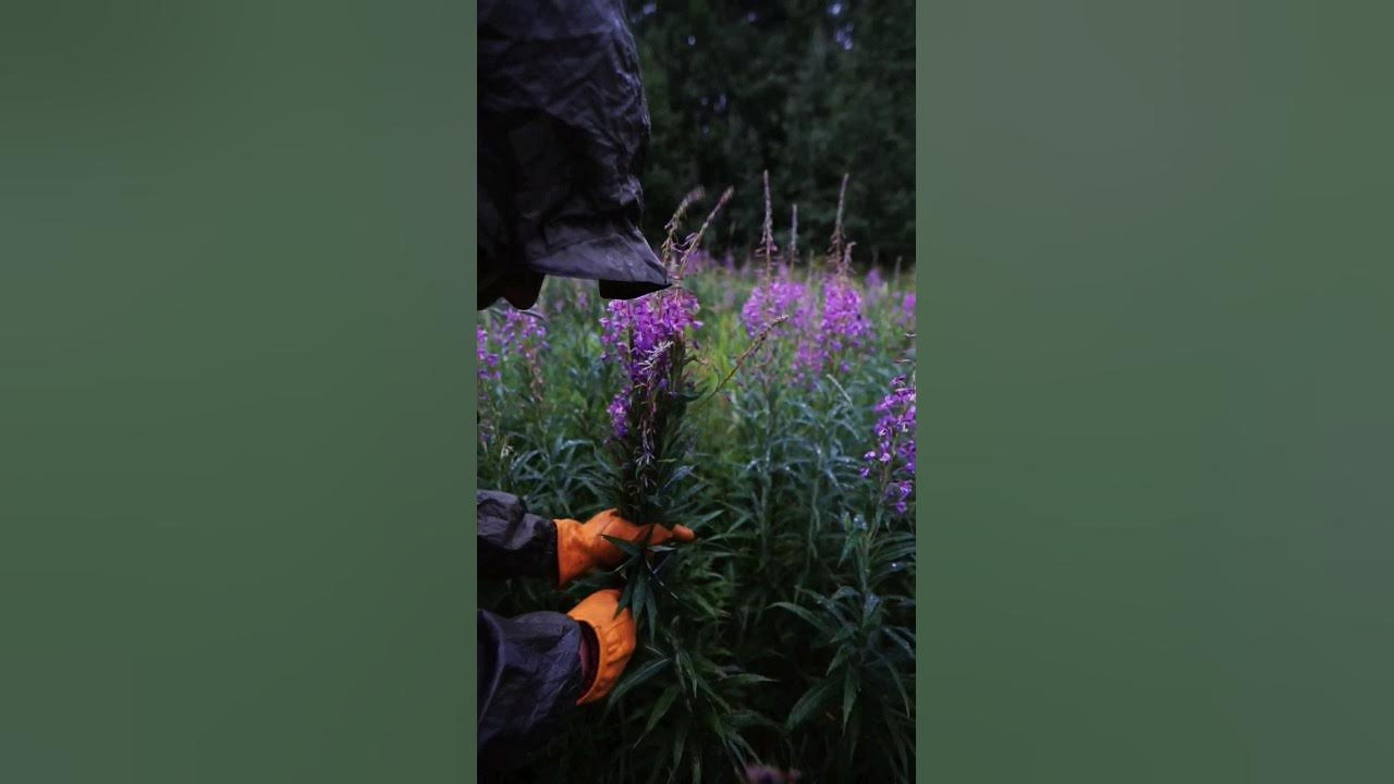 Иван чай это растение с лечебными свойствами которое используется